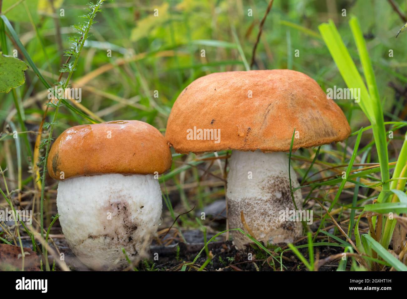 Weissstielige rotkappe -Fotos und -Bildmaterial in hoher Auflösung – Alamy