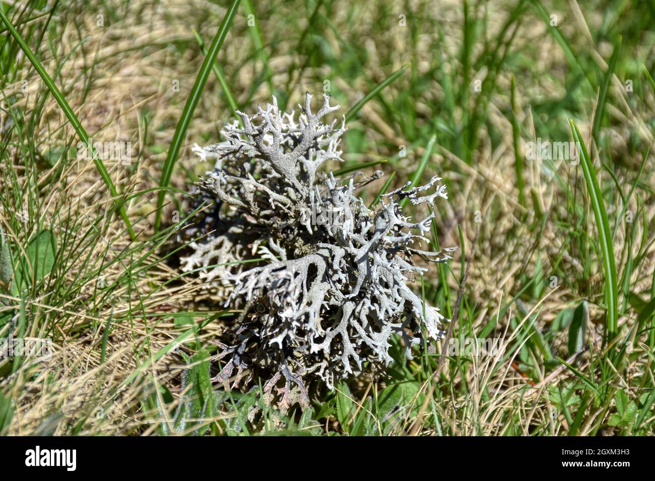 Lichen islandicus -Fotos und -Bildmaterial in hoher Auflösung – Alamy