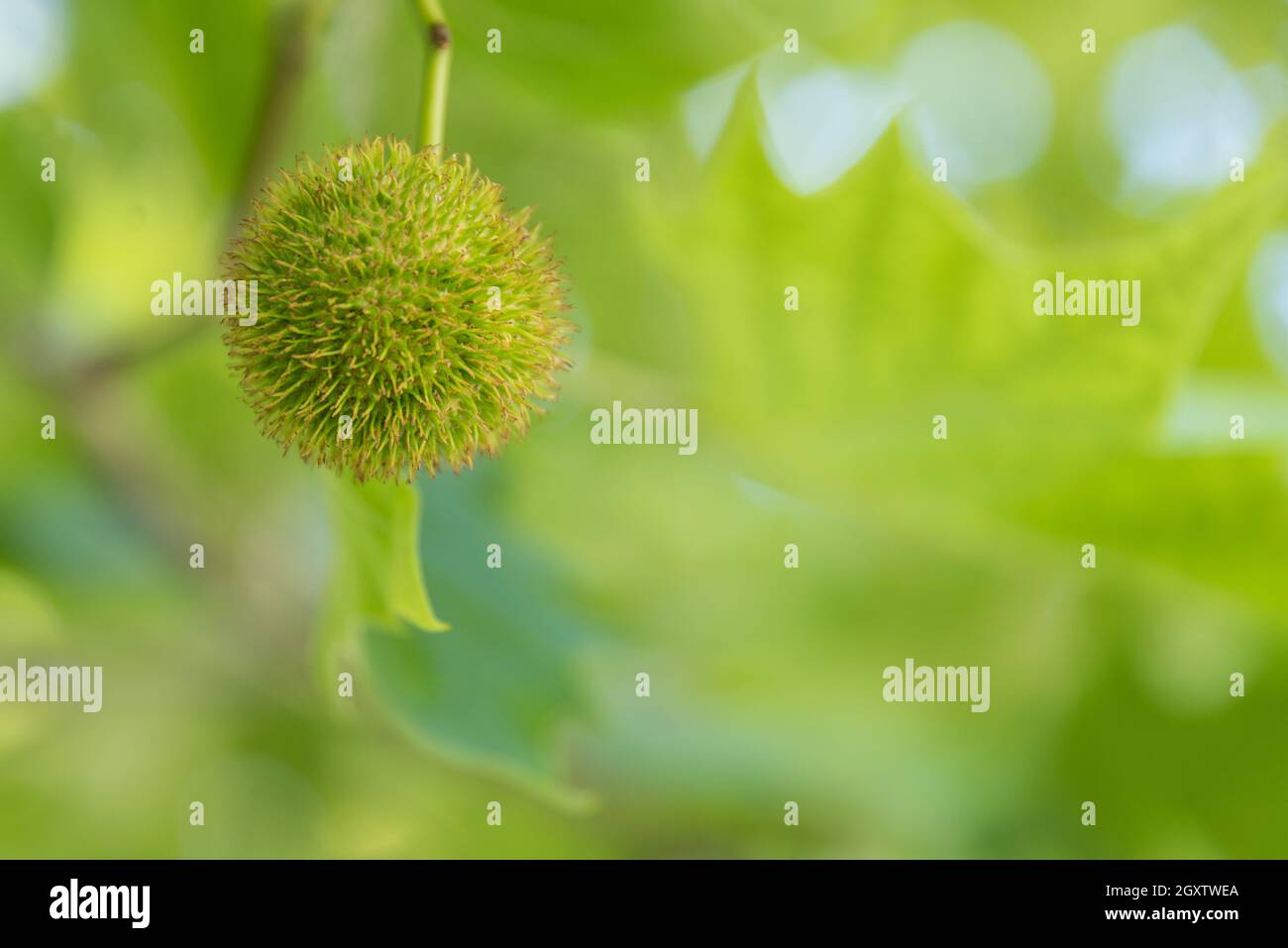 Gemeinsame Platane Stockfotos und -bilder Kaufen - Alamy