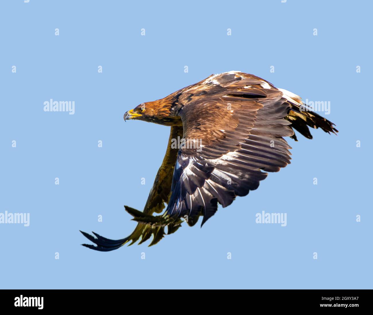Fliegender adler sonne -Fotos und -Bildmaterial in hoher Auflösung – Alamy