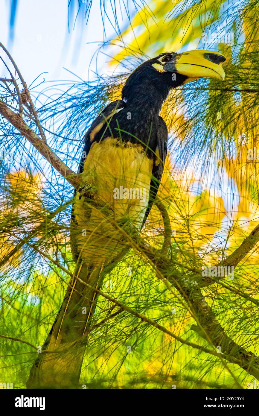 Großer indischer Hornschnabel-Vogel mit großem gelben Schnabelschnabel ...