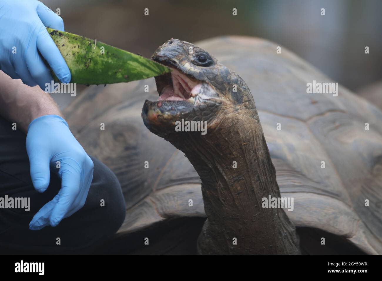 Riesige Galapagos-Schildkröten, erkunden ihr neues Zuhause im ZSL ... Riesige Galapagos-Schildkröten, erkunden ihr neues Zuhause im ZSL ...
