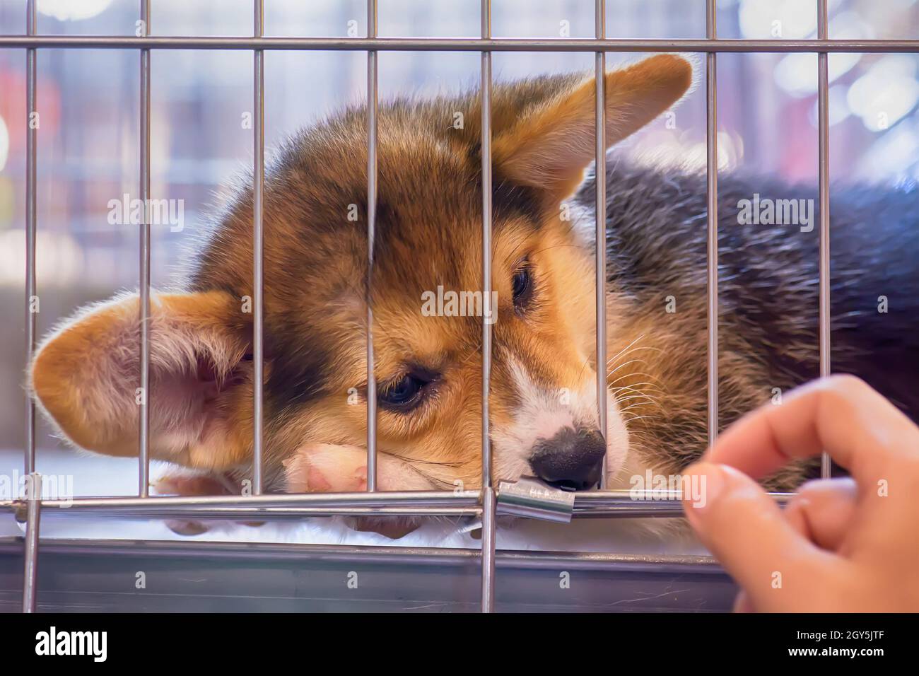 Hunde weinen im hund -Fotos und -Bildmaterial in hoher Auflösung – Alamy