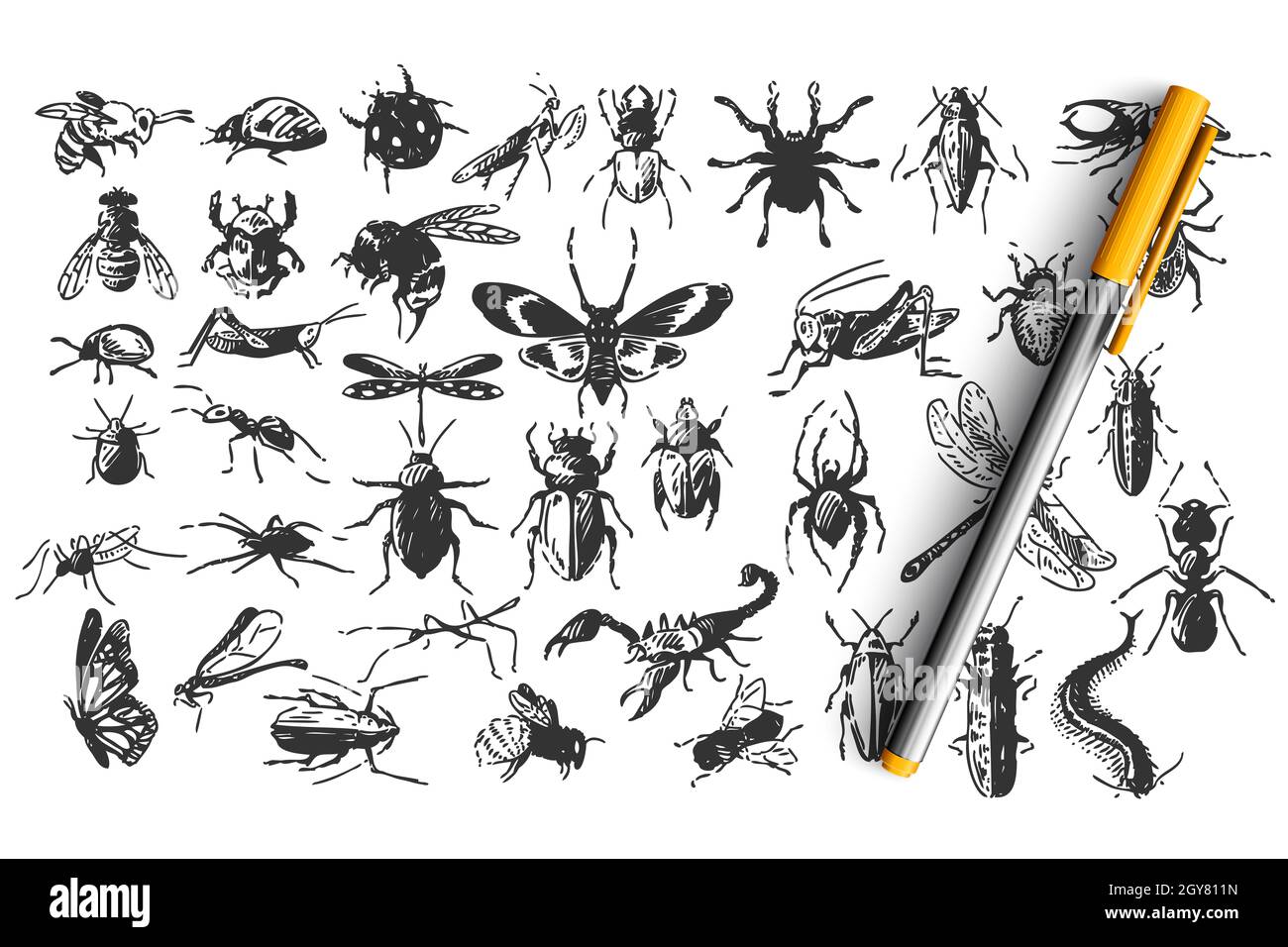 Insekten-Doodle-Set. Sammlung von handgezeichneten Skizzen Vorlagen ...