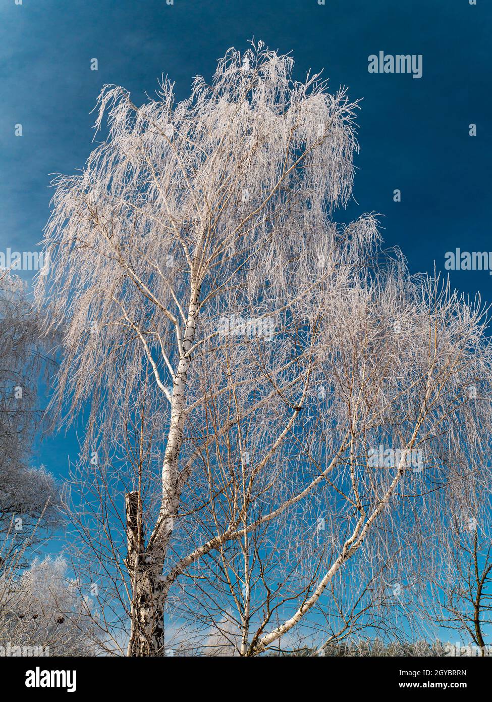 Eine Birke bedeckt mit Frost im Winter gegen einen blauen Himmel. Birch ...
