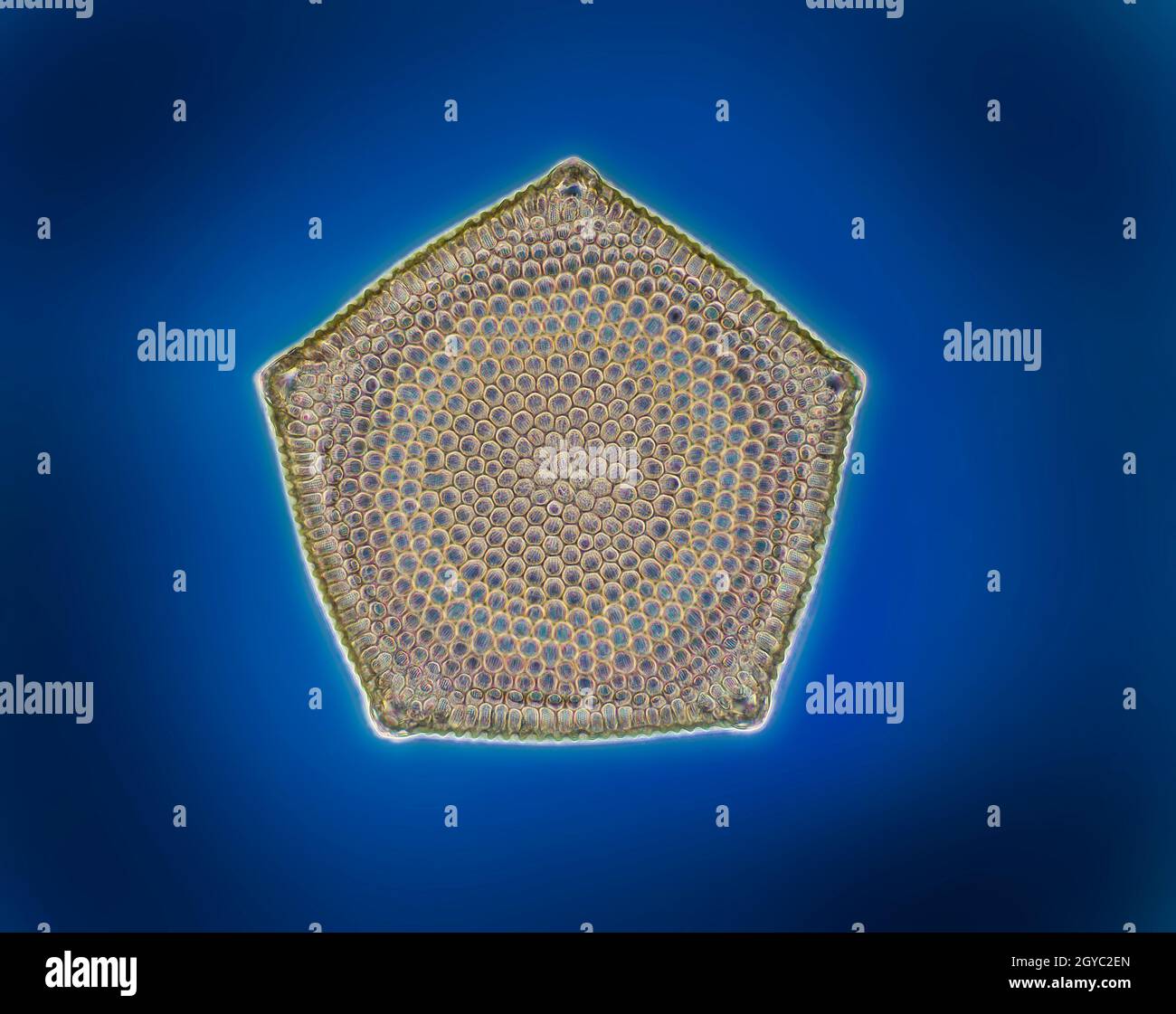 Triceratium favus -Fotos und -Bildmaterial in hoher Auflösung – Alamy