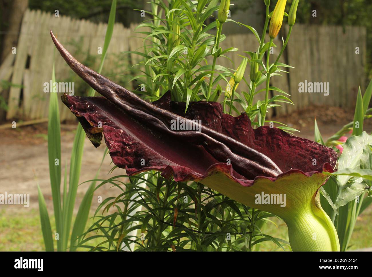 Dracunculus vulgaris dragon arum -Fotos und -Bildmaterial in hoher ...