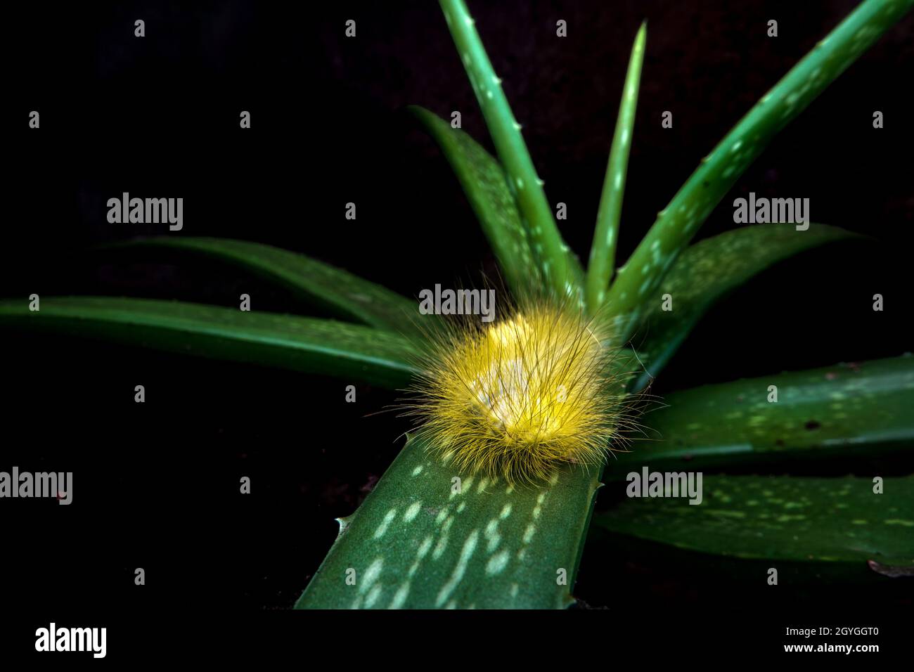 Gelbe calliteara horsfieldii raupe -Fotos und -Bildmaterial in hoher ...
