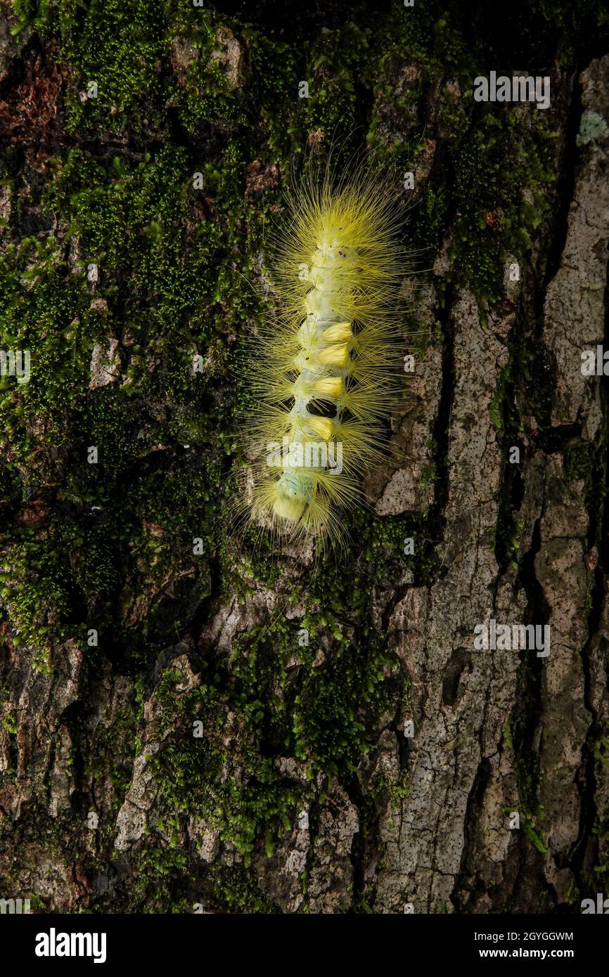 Gelbe calliteara horsfieldii raupe -Fotos und -Bildmaterial in hoher ...