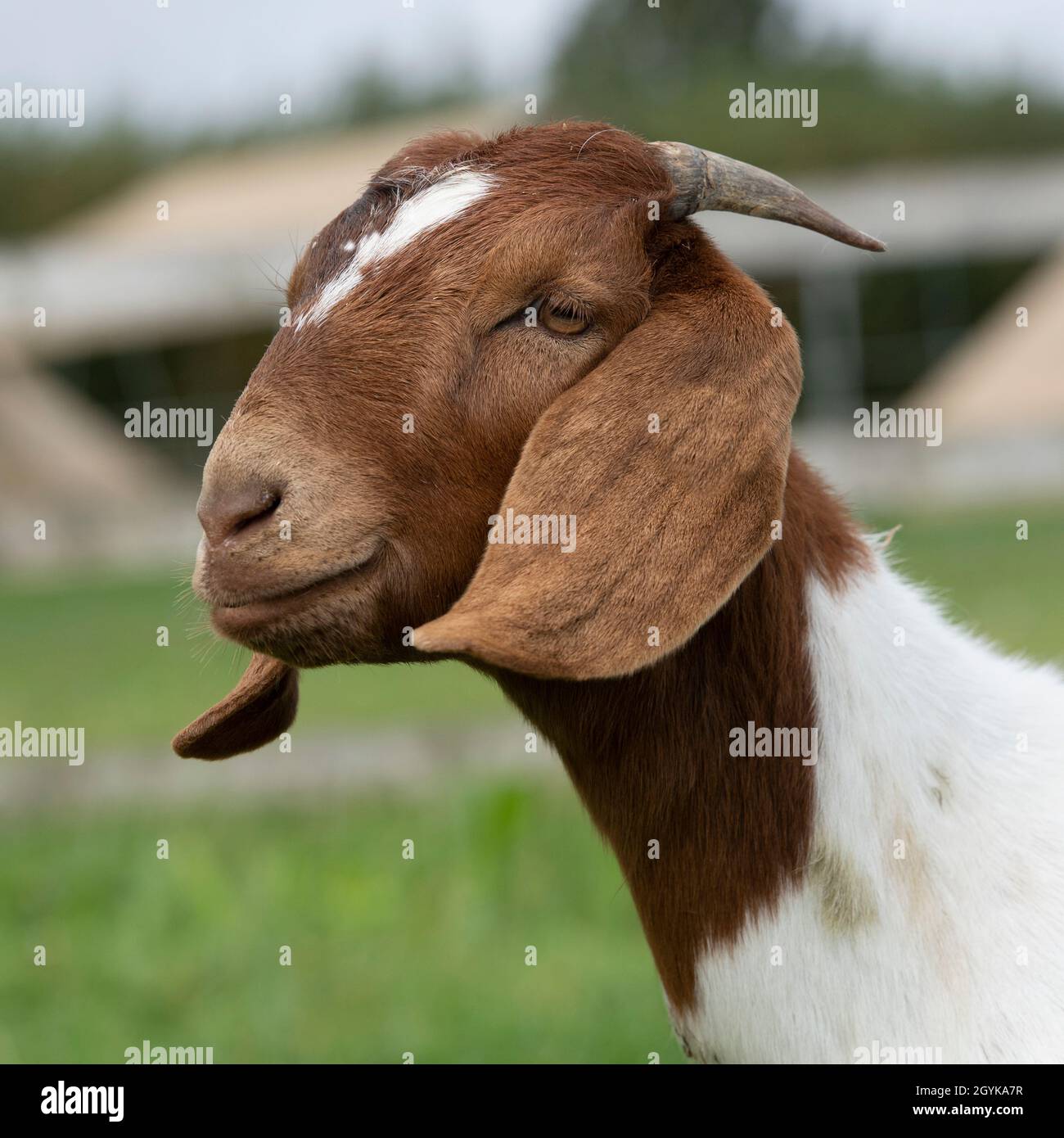 Nahaufnahme ziege -Fotos und -Bildmaterial in hoher Auflösung – Alamy