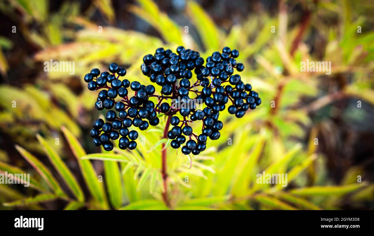 Junger holunderbeerstrauch -Fotos und -Bildmaterial in hoher Auflösung ...