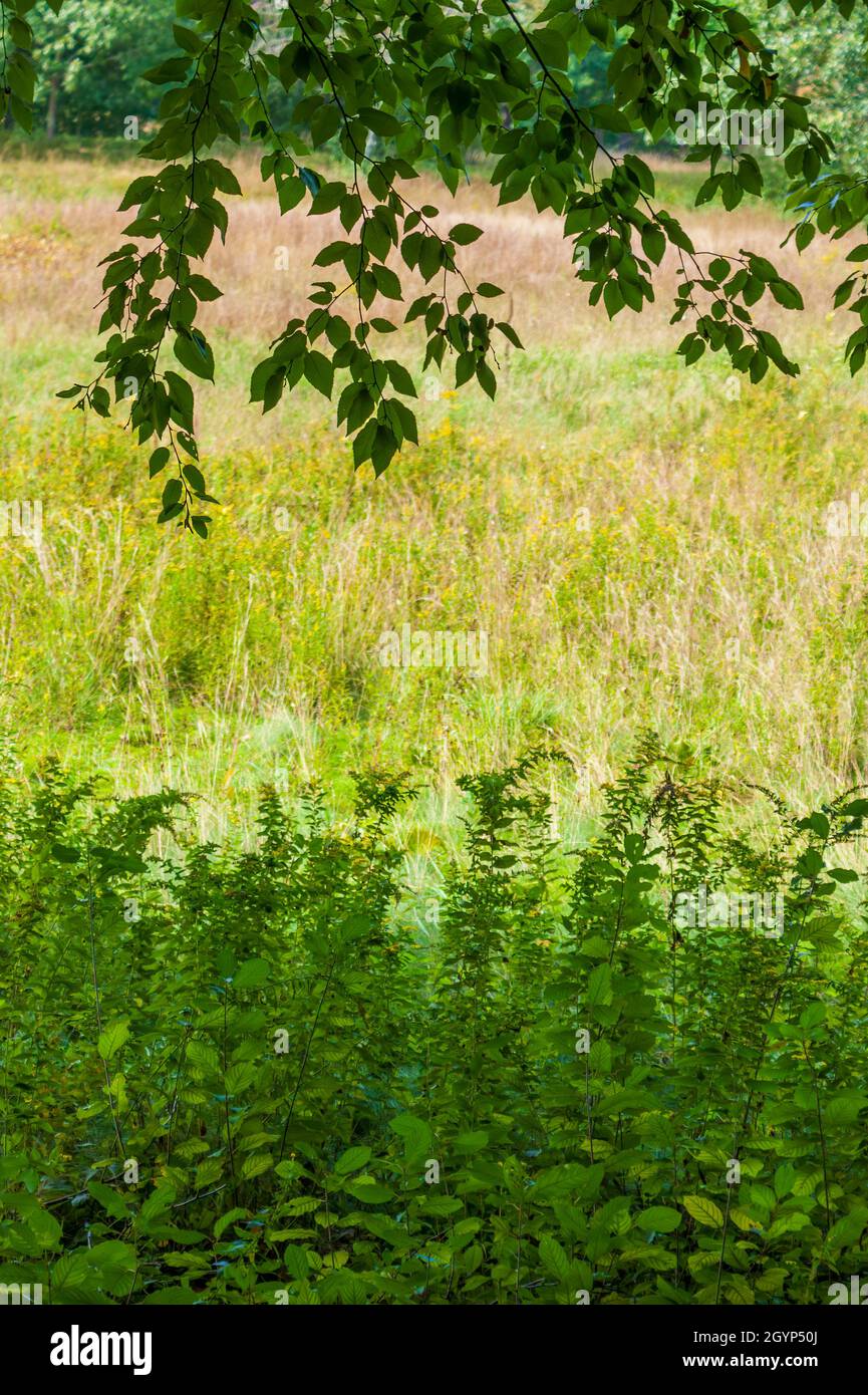 Äste einer amerikanischen Buche (Fagus grandifolia) mit grünem Laub ...