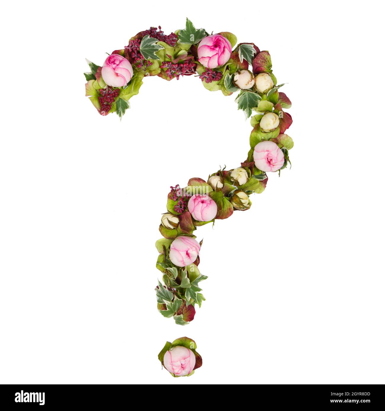Rose rosa fragezeichen -Fotos und -Bildmaterial in hoher Auflösung – Alamy