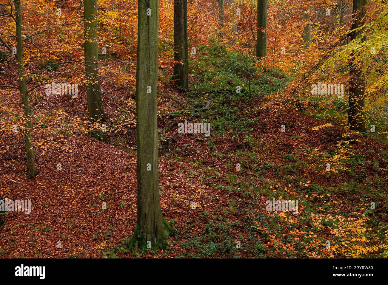 Der alte Buchenwald (Fagus sylvatica) im Herbst Stockfotografie - Alamy