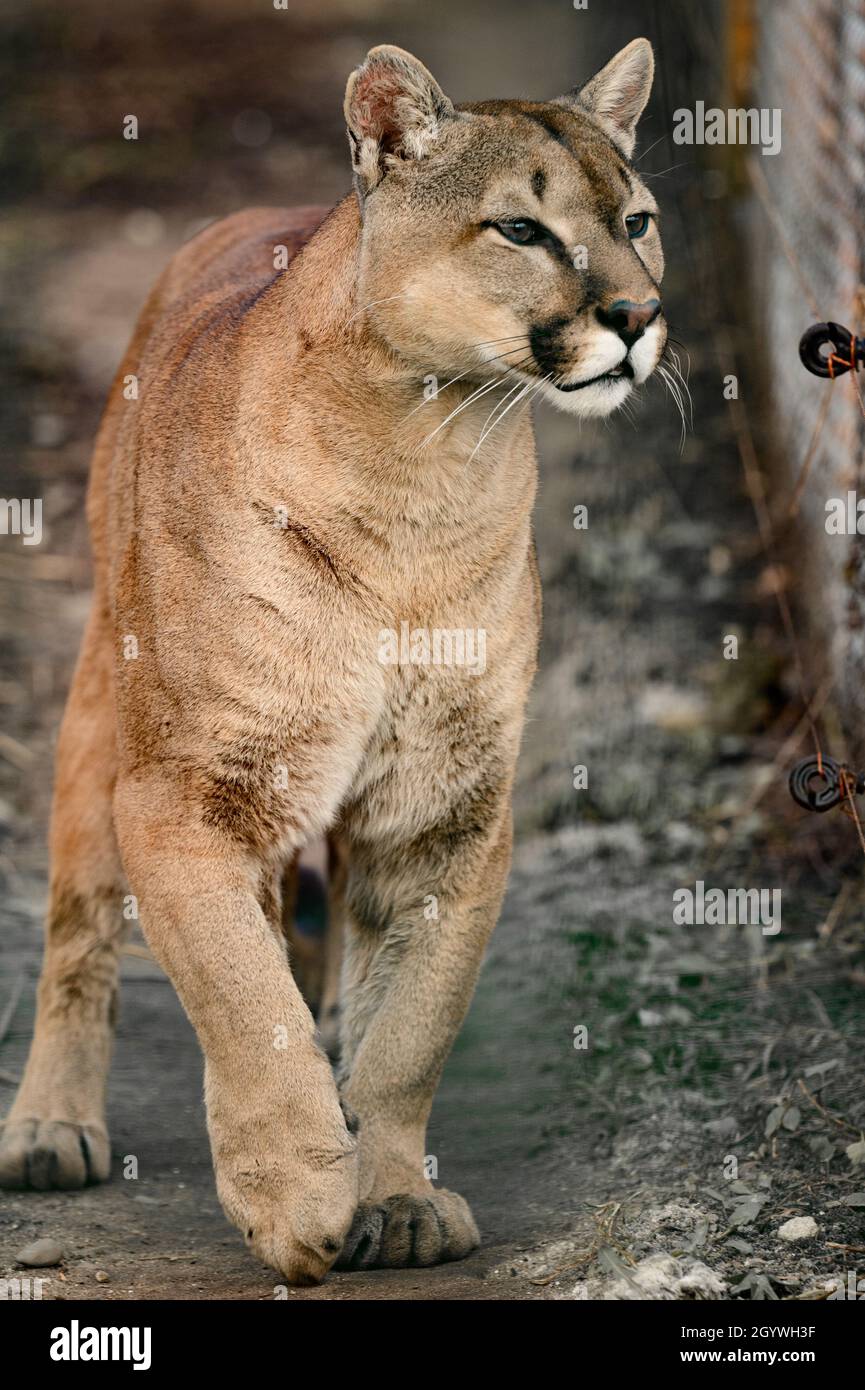 Puma, ein schönes Raubtier und ein Bewohner des Zoos, ein gefährliches ...