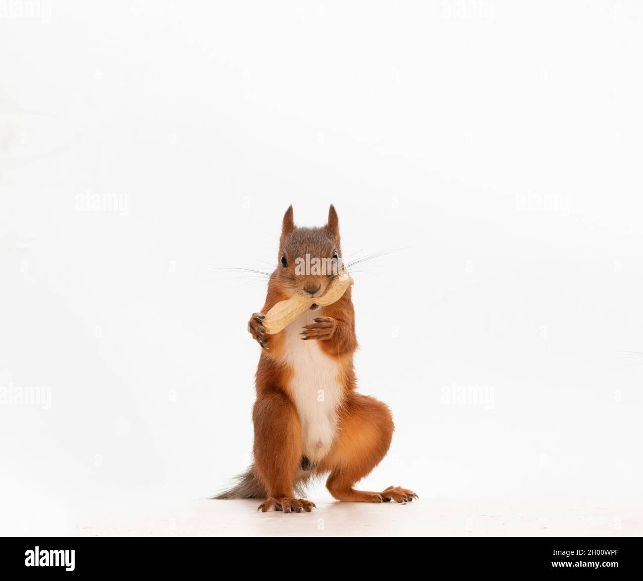 Eine erdnuss essen -Fotos und -Bildmaterial in hoher Auflösung – Alamy