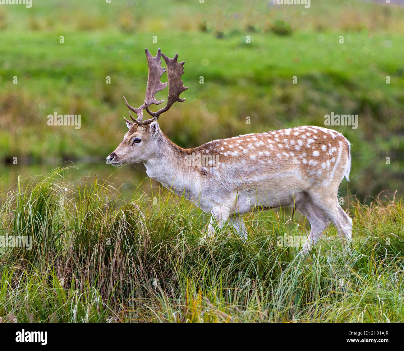 Damwild tolles tier -Fotos und -Bildmaterial in hoher Auflösung – Alamy