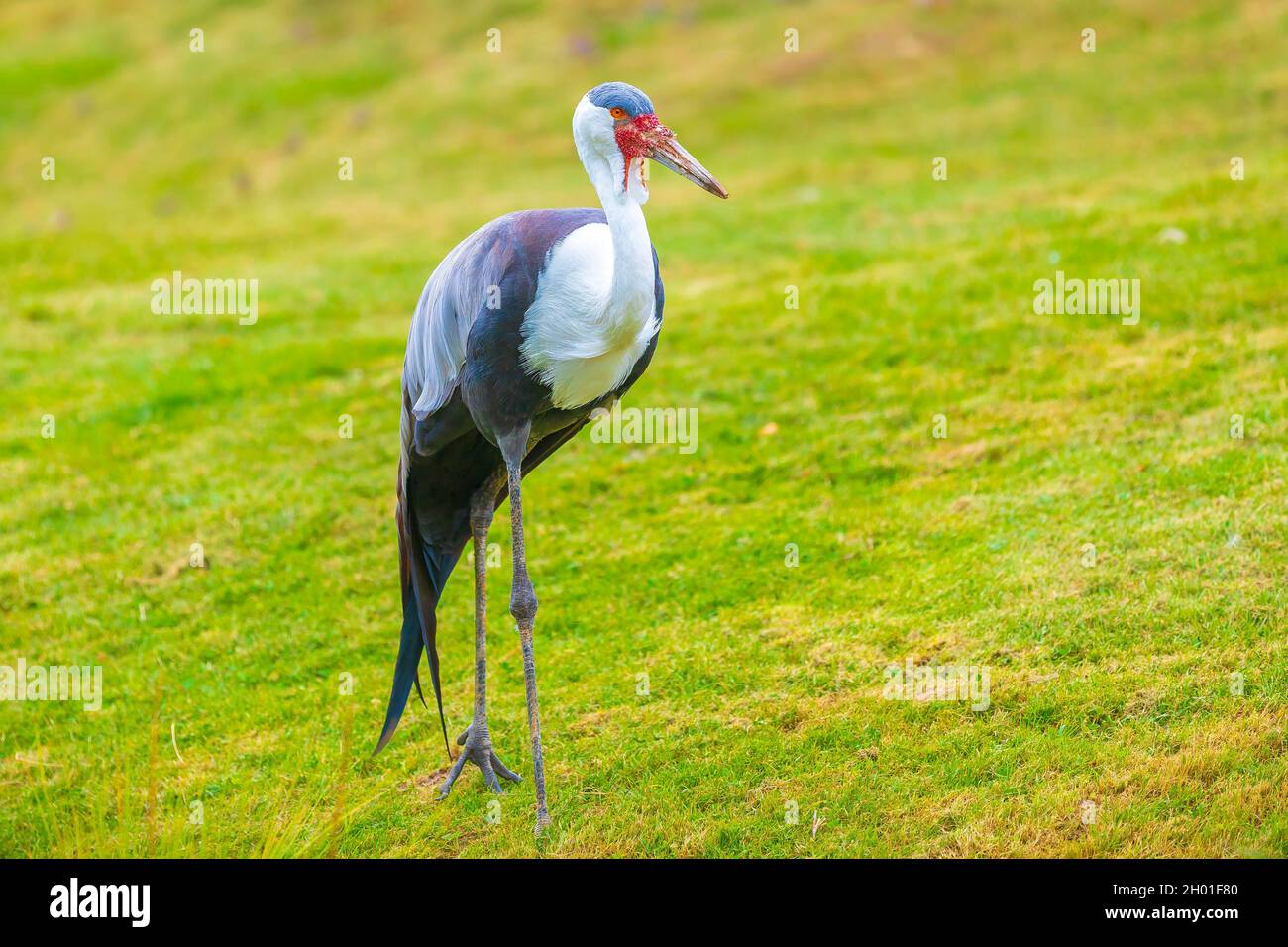 Kranichvogel mit langem schnabel -Fotos und -Bildmaterial in hoher ...