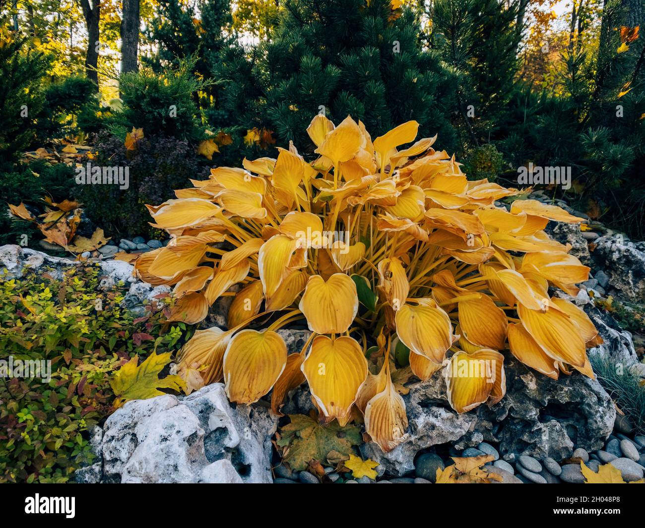 Hosta japanischer garten -Fotos und -Bildmaterial in hoher Auflösung ...