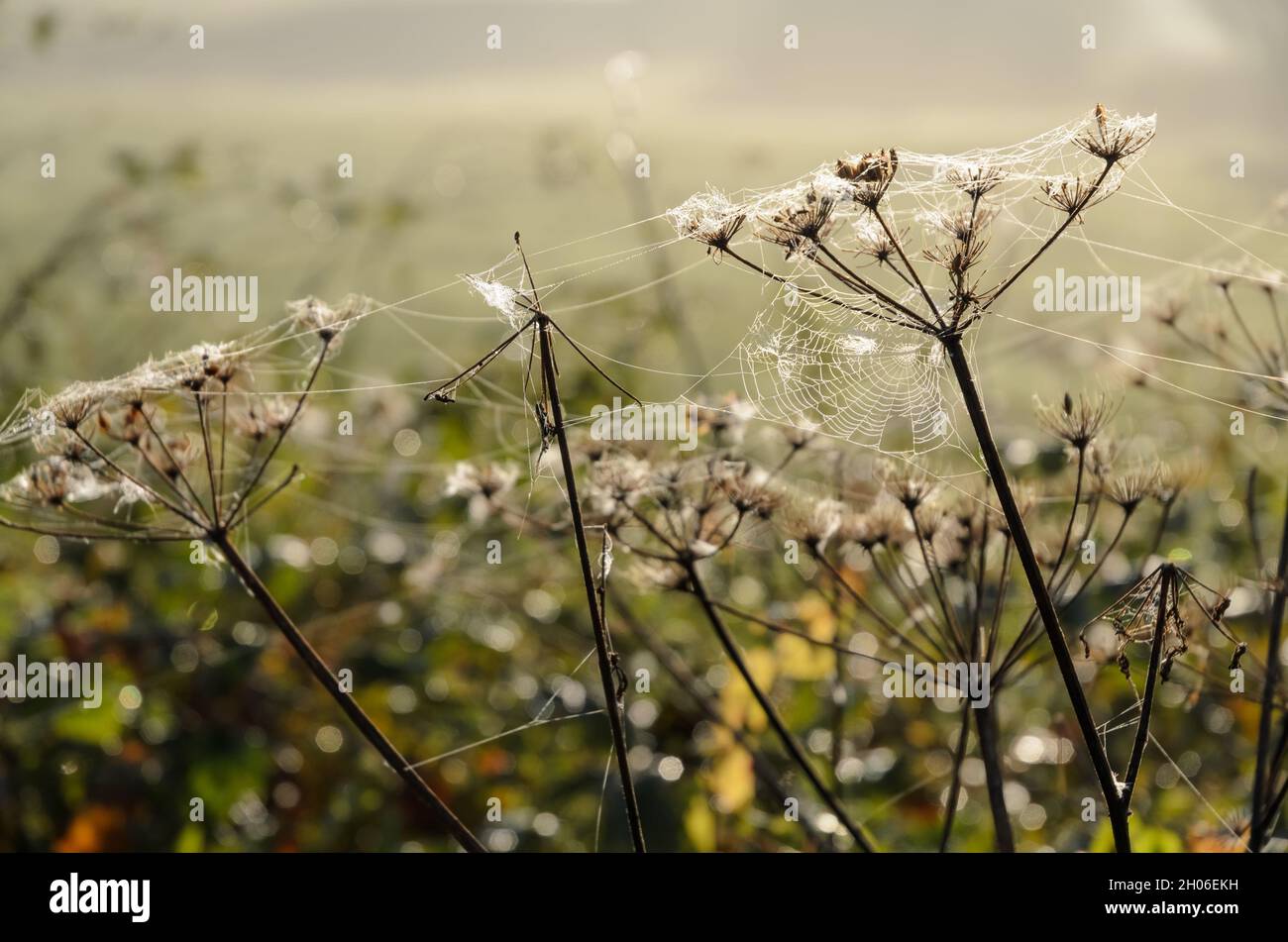 Spinnweben auf einer wiese mit morgentau -Fotos und -Bildmaterial in ...