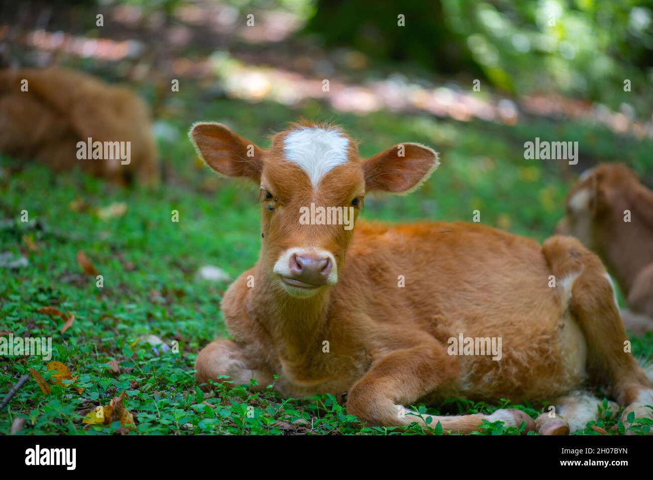 Kuh liegt auf der weide -Fotos und -Bildmaterial in hoher Auflösung – Alamy