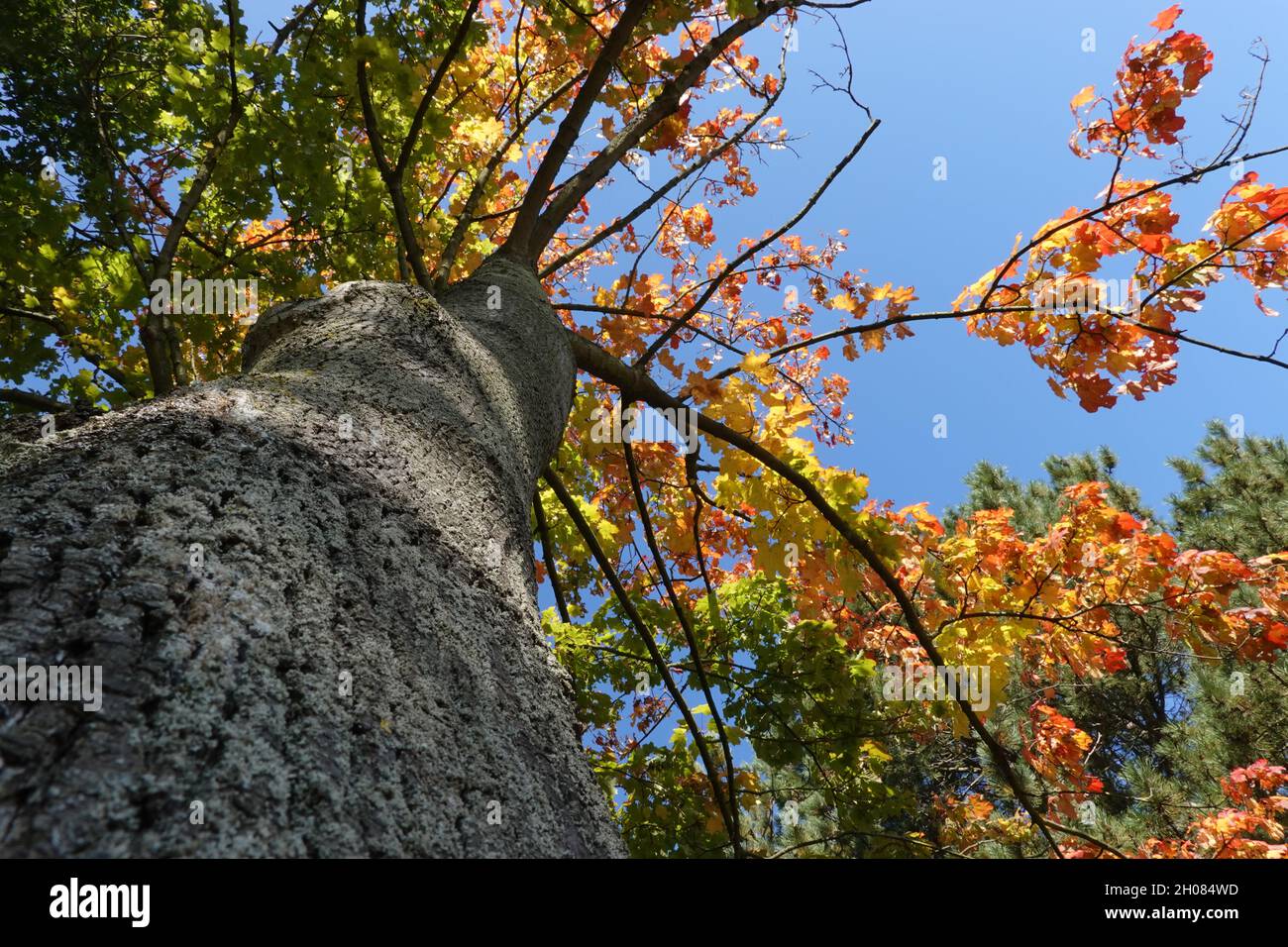 Stilvolle Baum Schone Herbstfarbung Fotos