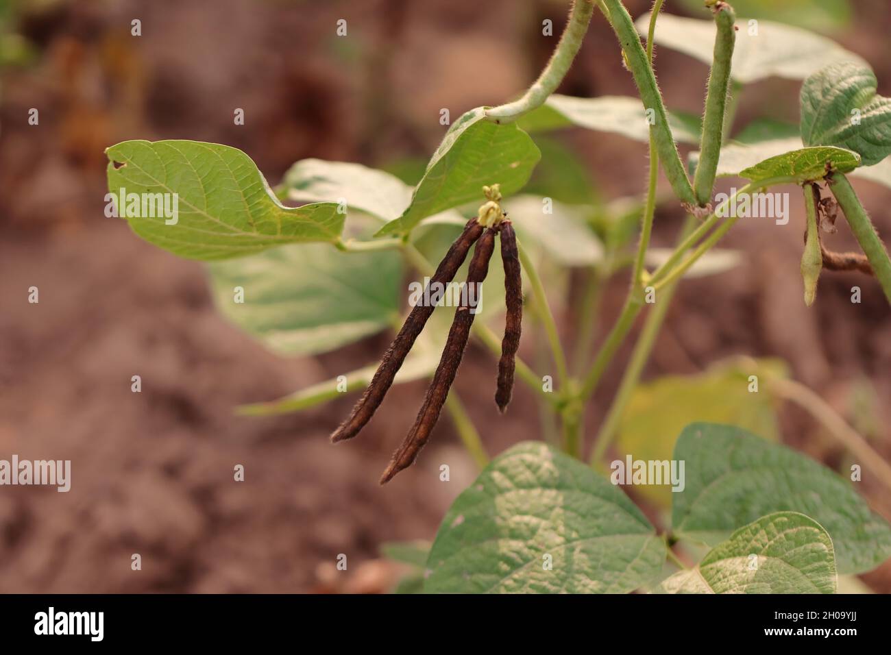Reife bohnen -Fotos und -Bildmaterial in hoher Auflösung – Alamy