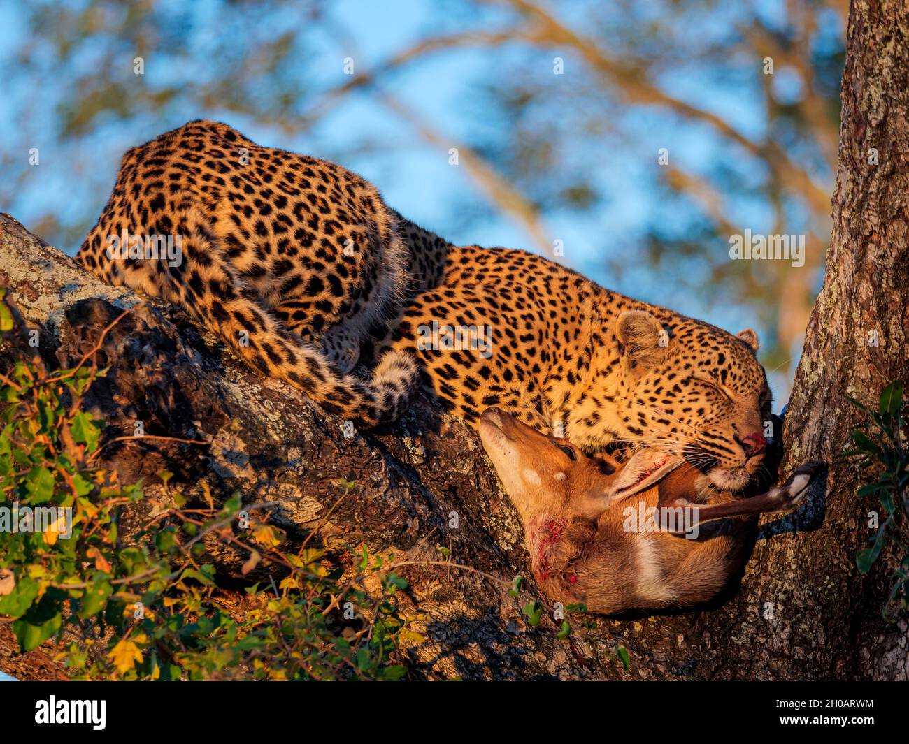 Leopard beute im baum -Fotos und -Bildmaterial in hoher Auflösung – Alamy