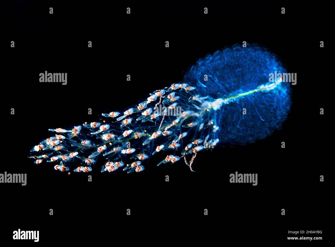 Archipel makaronesien -Fotos und -Bildmaterial in hoher Auflösung – Alamy