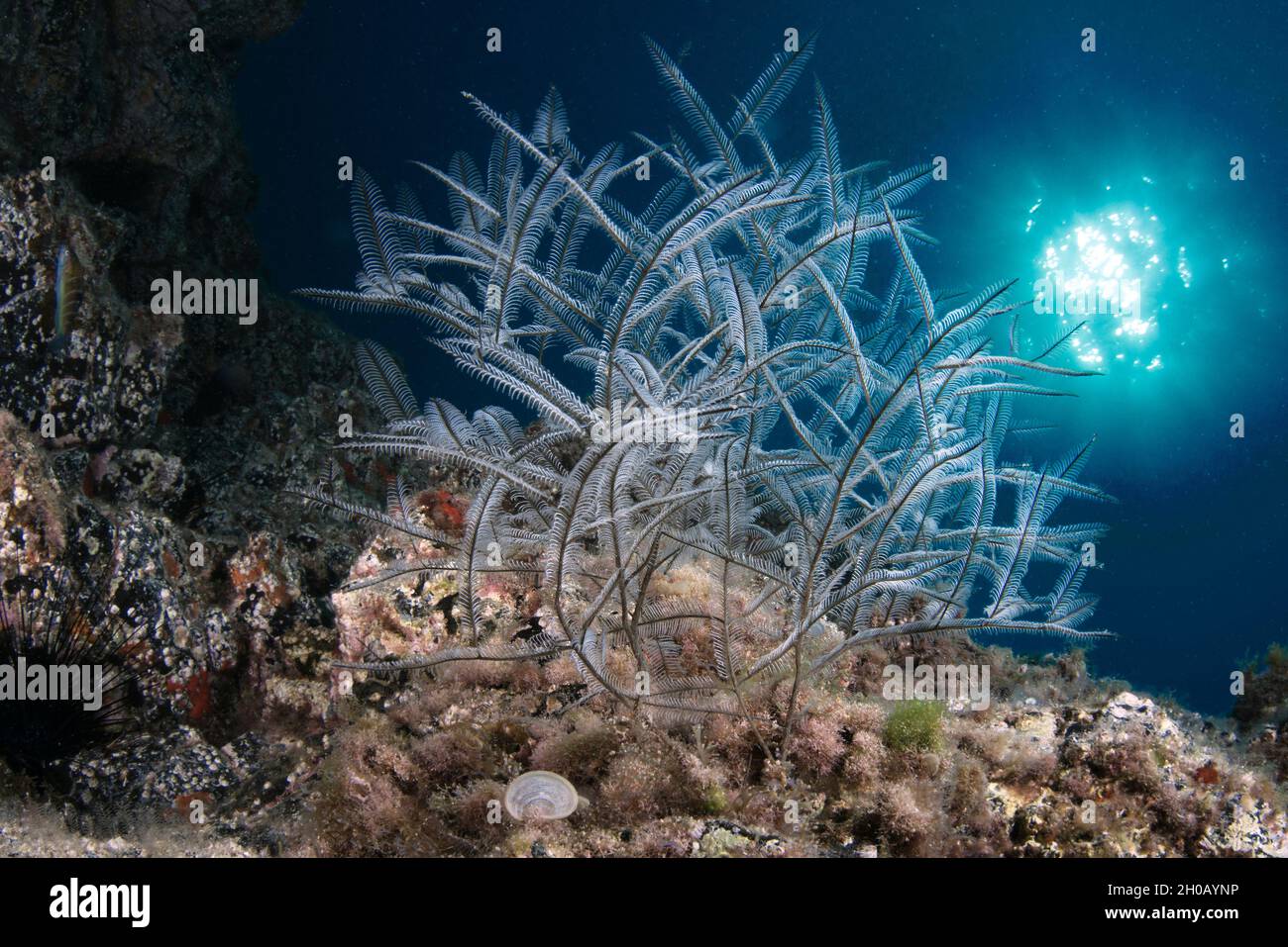 Archipel makaronesien -Fotos und -Bildmaterial in hoher Auflösung – Alamy