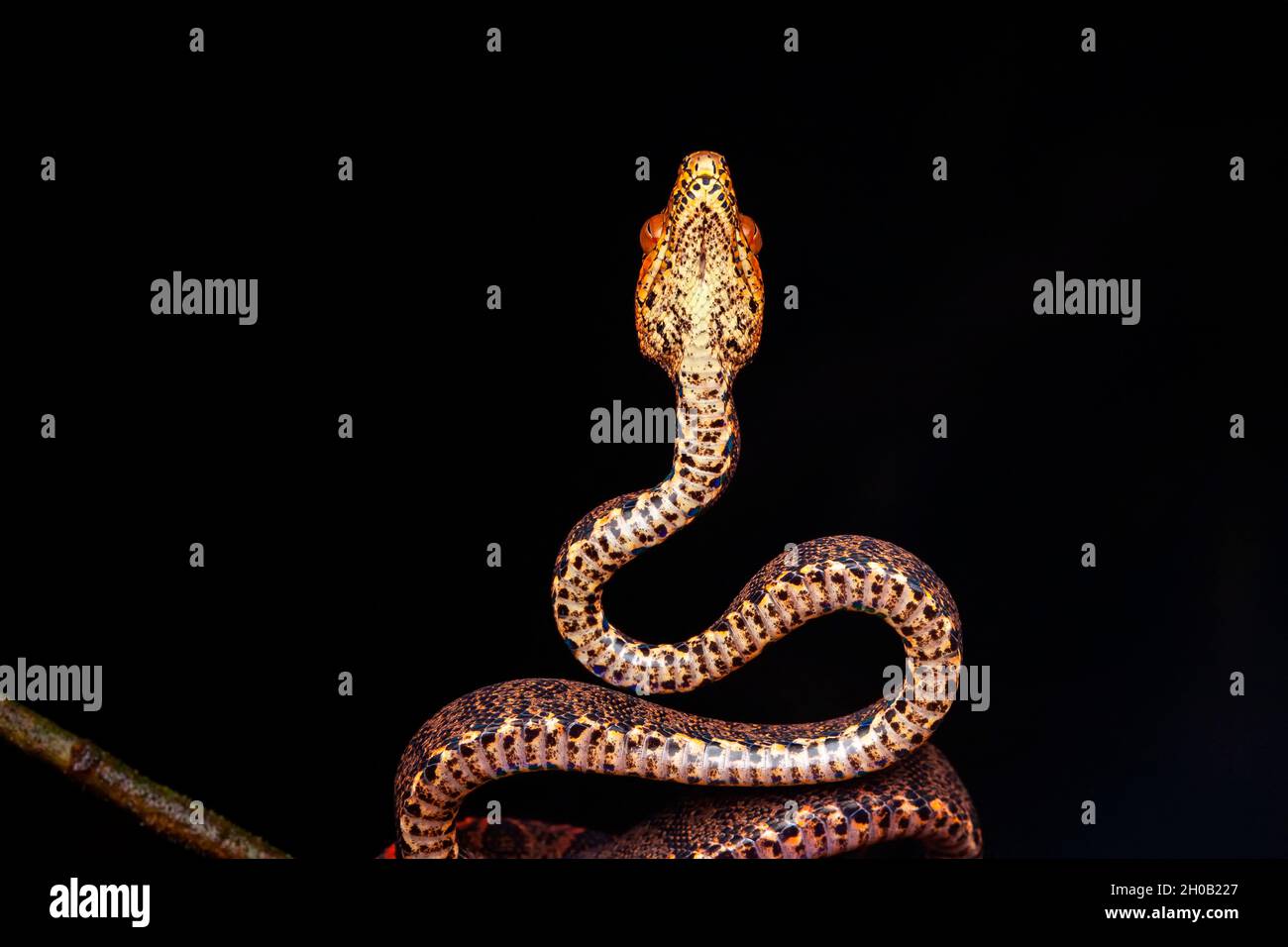 Amazonas Baum Boa Corallus Enydris Stockfotos und -bilder Kaufen - Alamy