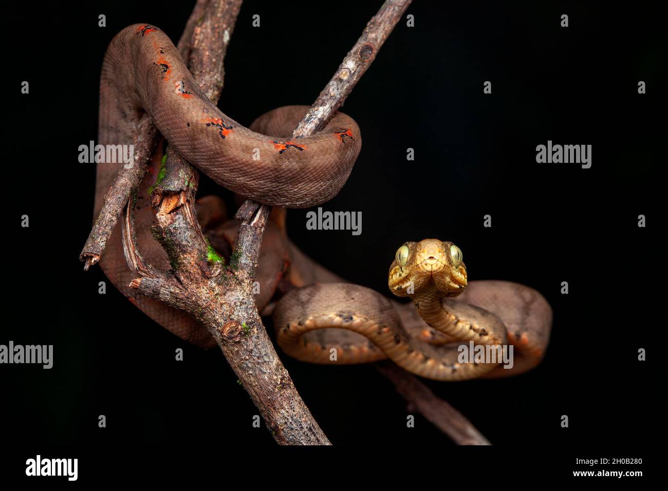 Amazonas Baum Boa Corallus Enydris Stockfotos und -bilder Kaufen - Alamy