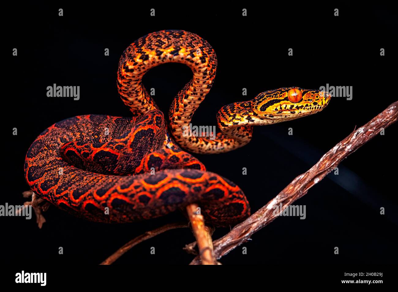 Amazonas Baum Boa Corallus Enydris Stockfotos und -bilder Kaufen - Alamy