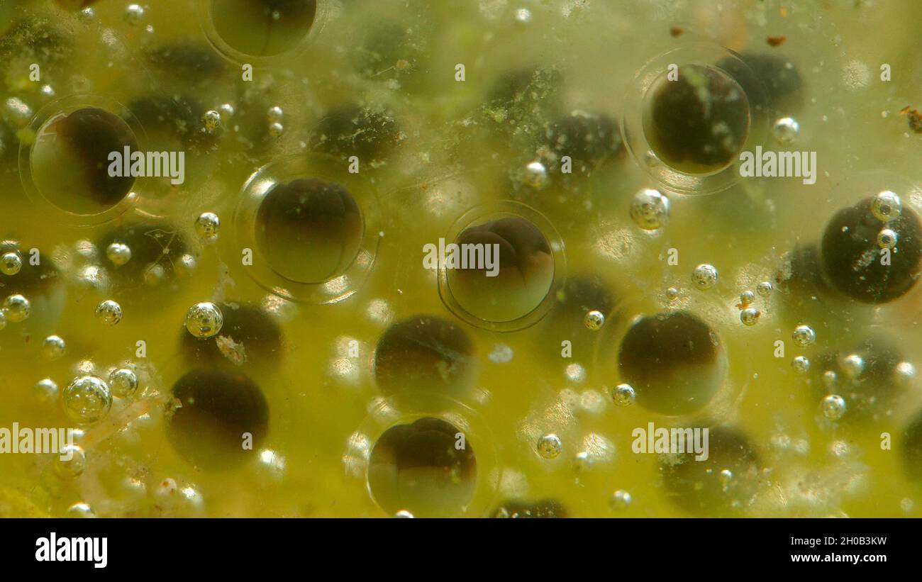 Rana Ridibundus Stockfotos und -bilder Kaufen - Alamy