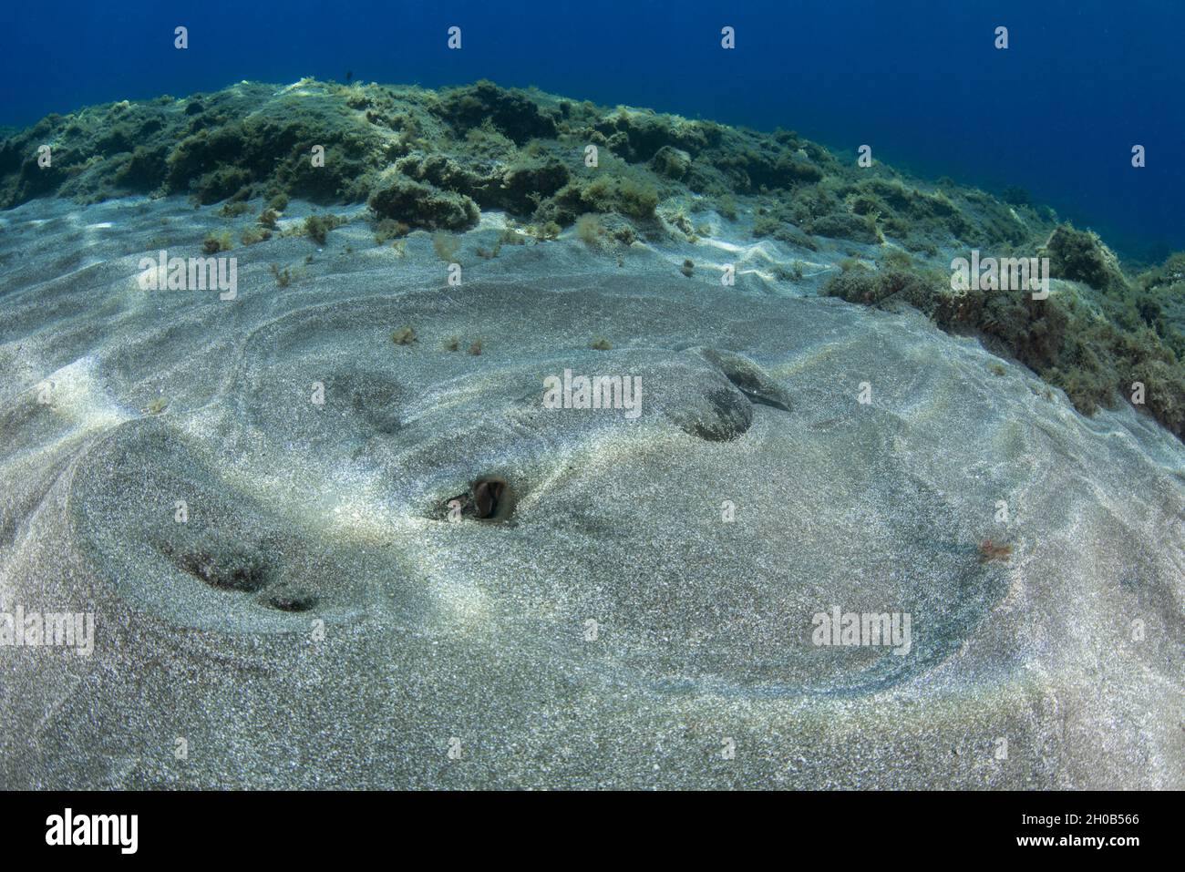 Fischarten fische -Fotos und -Bildmaterial in hoher Auflösung – Alamy