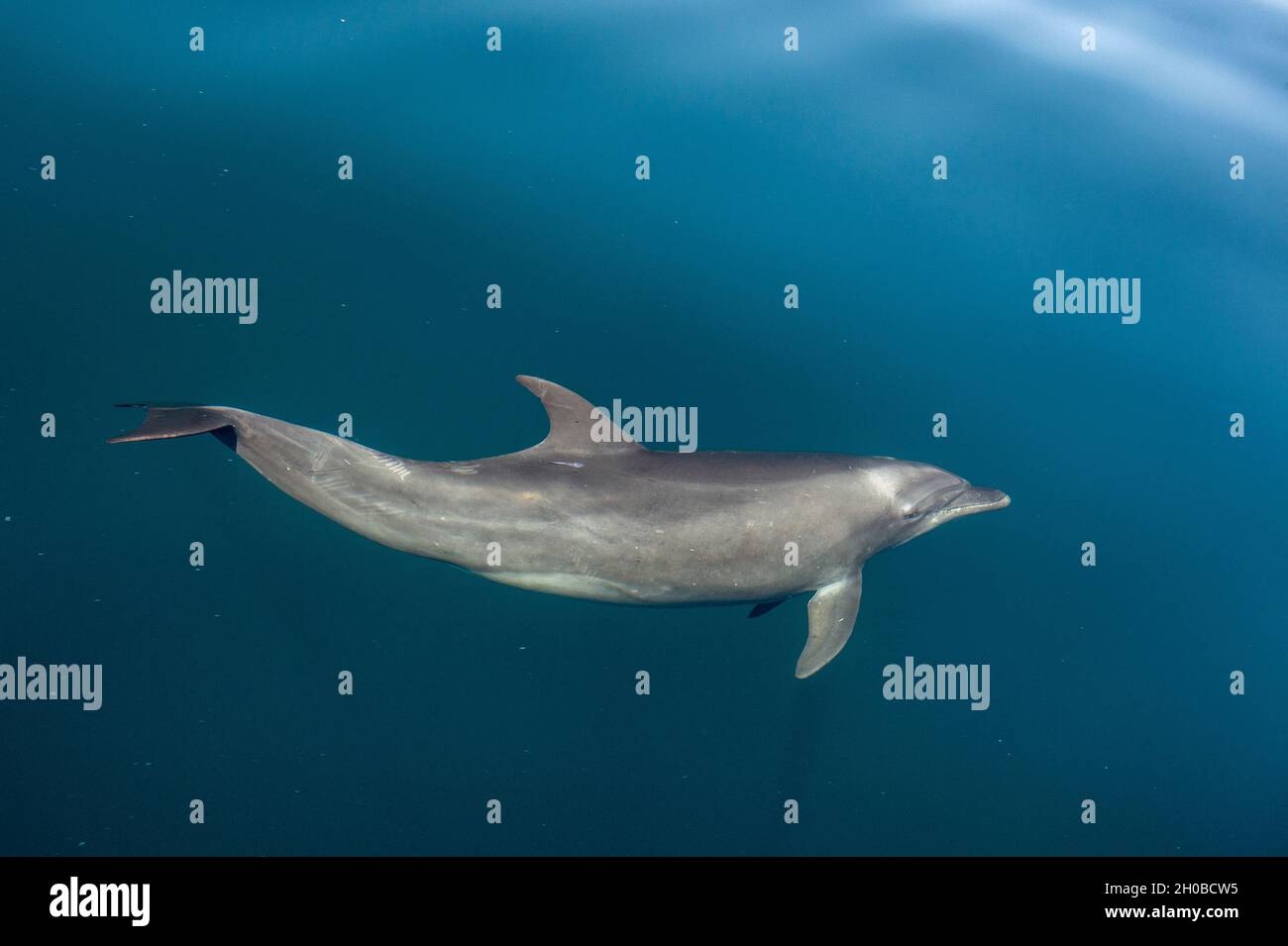 Tümmler (Tursiops trunkatus) Bahia de La Paz BCS Mexiko Stockfotografie ...