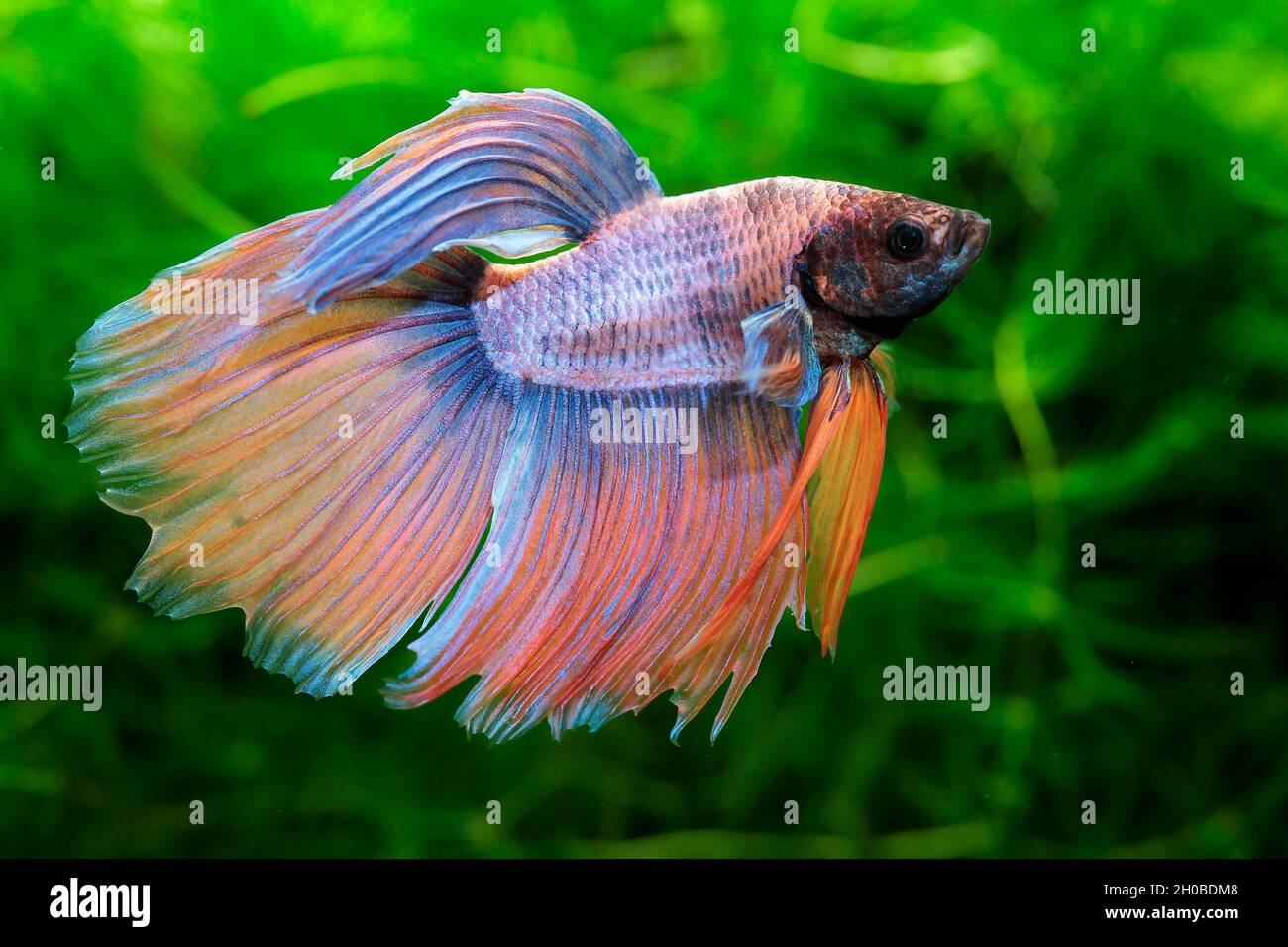 Fisch aquarium flossen -Fotos und -Bildmaterial in hoher Auflösung – Alamy