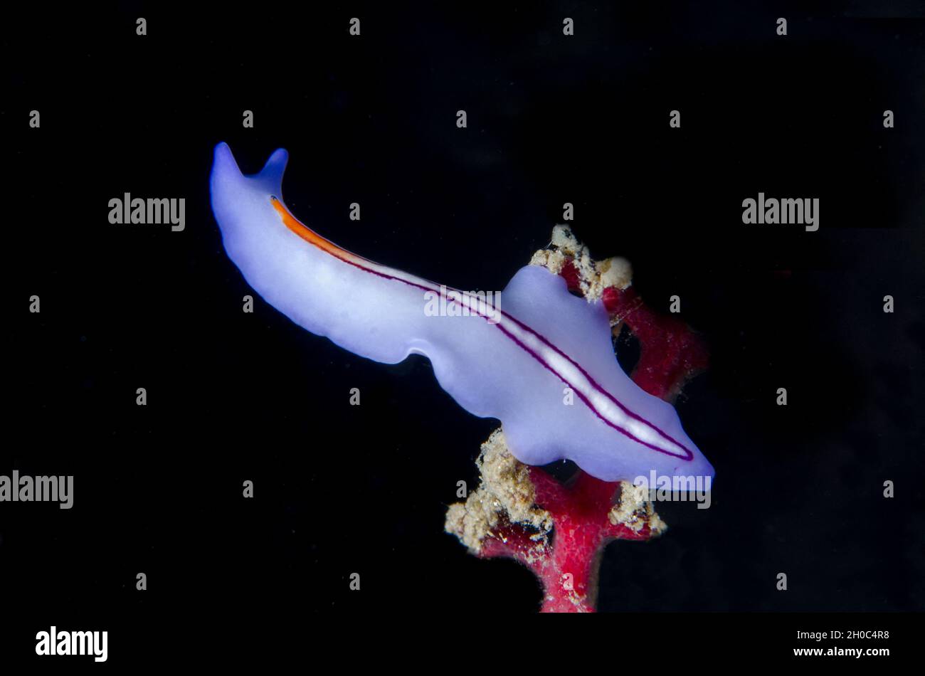 Pseudoceros Bifurcus Stockfotos und -bilder Kaufen - Alamy