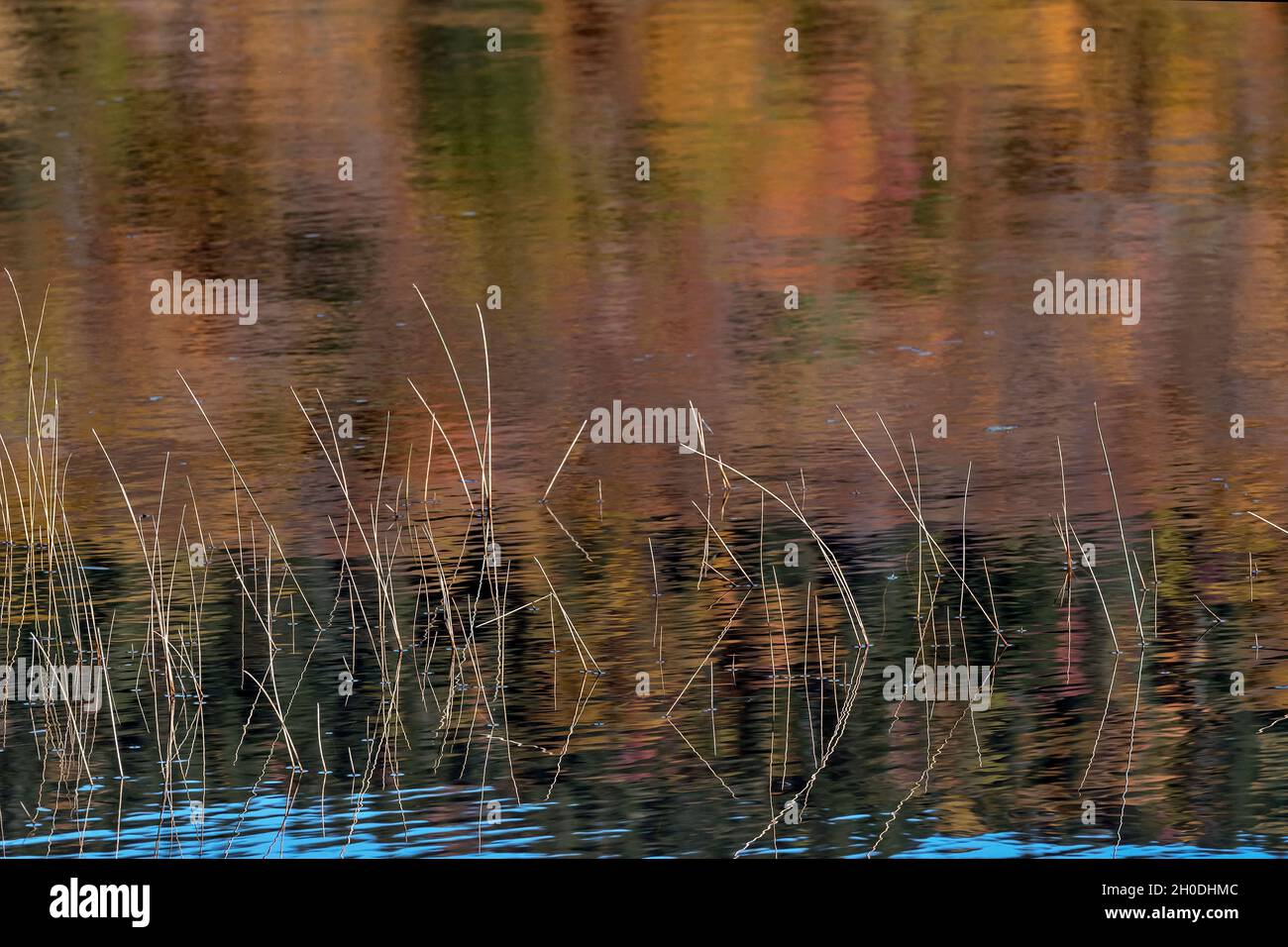Lac chat -Fotos und -Bildmaterial in hoher Auflösung – Alamy