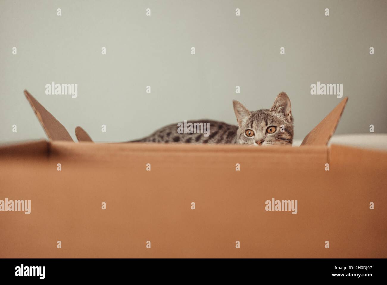 Lachende Katze Stockfotos und -bilder Kaufen - Alamy