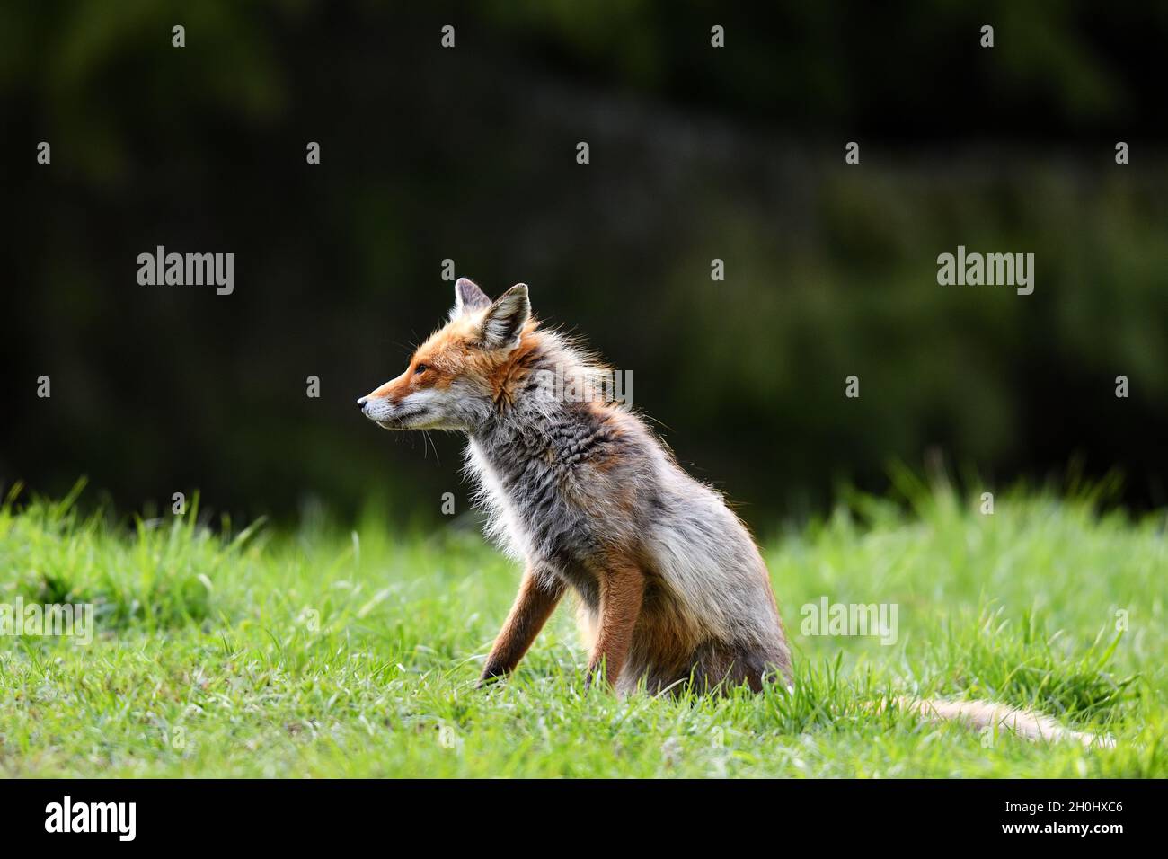 Fuchs rotfuchs tier im wald sitzen -Fotos und -Bildmaterial in hoher ...