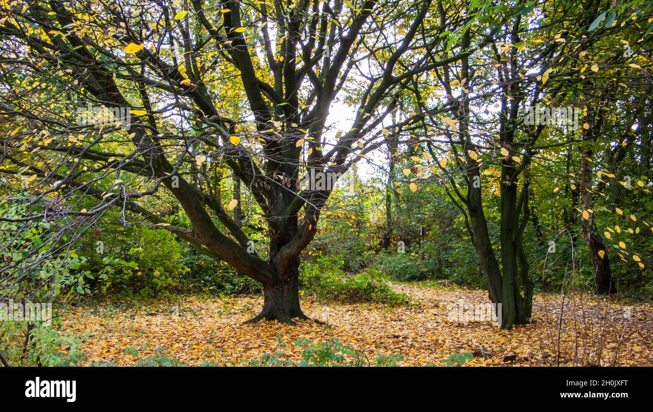 Herbst hainbuche baum carpinus betulus wald -Fotos und -Bildmaterial in ...