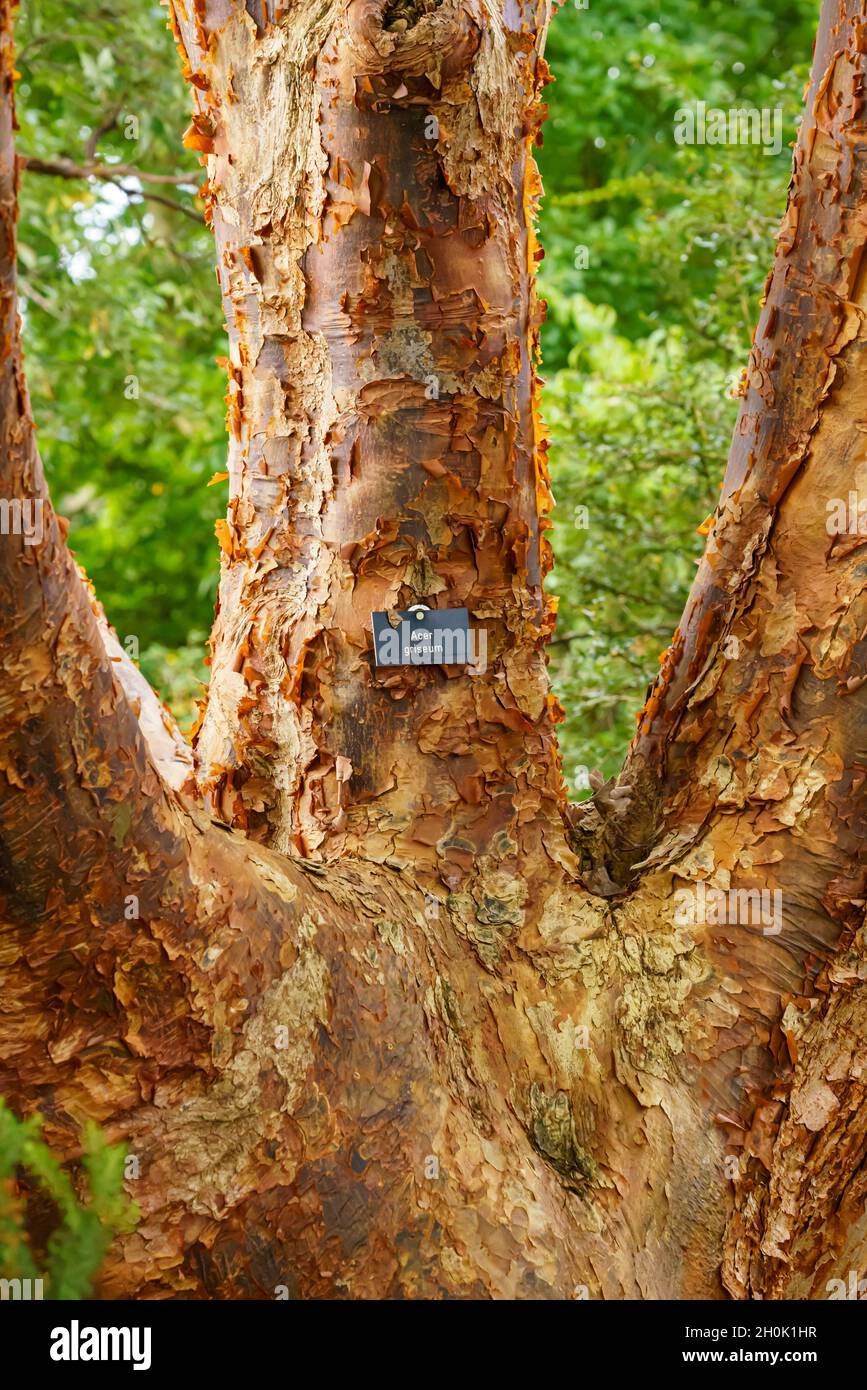 Acer griseum baum herbst -Fotos und -Bildmaterial in hoher Auflösung ...
