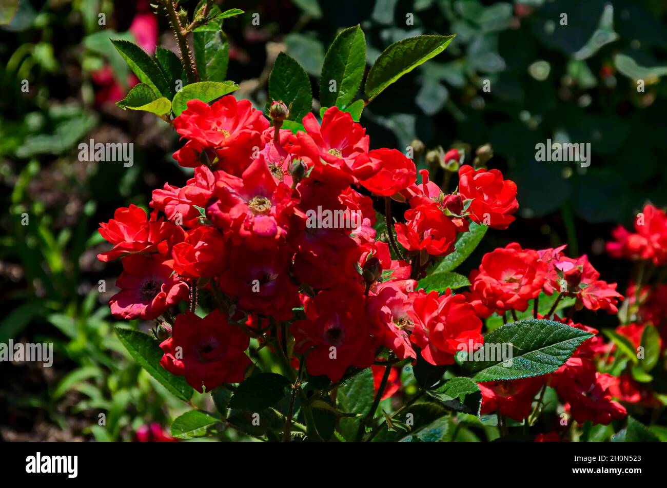 Blühender Rosenstrauch mit roten Blüten im Rosengarten, Sofia ...
