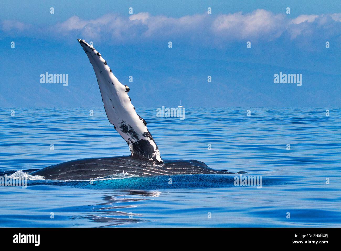 Buckelwal brustflosse -Fotos und -Bildmaterial in hoher Auflösung – Alamy