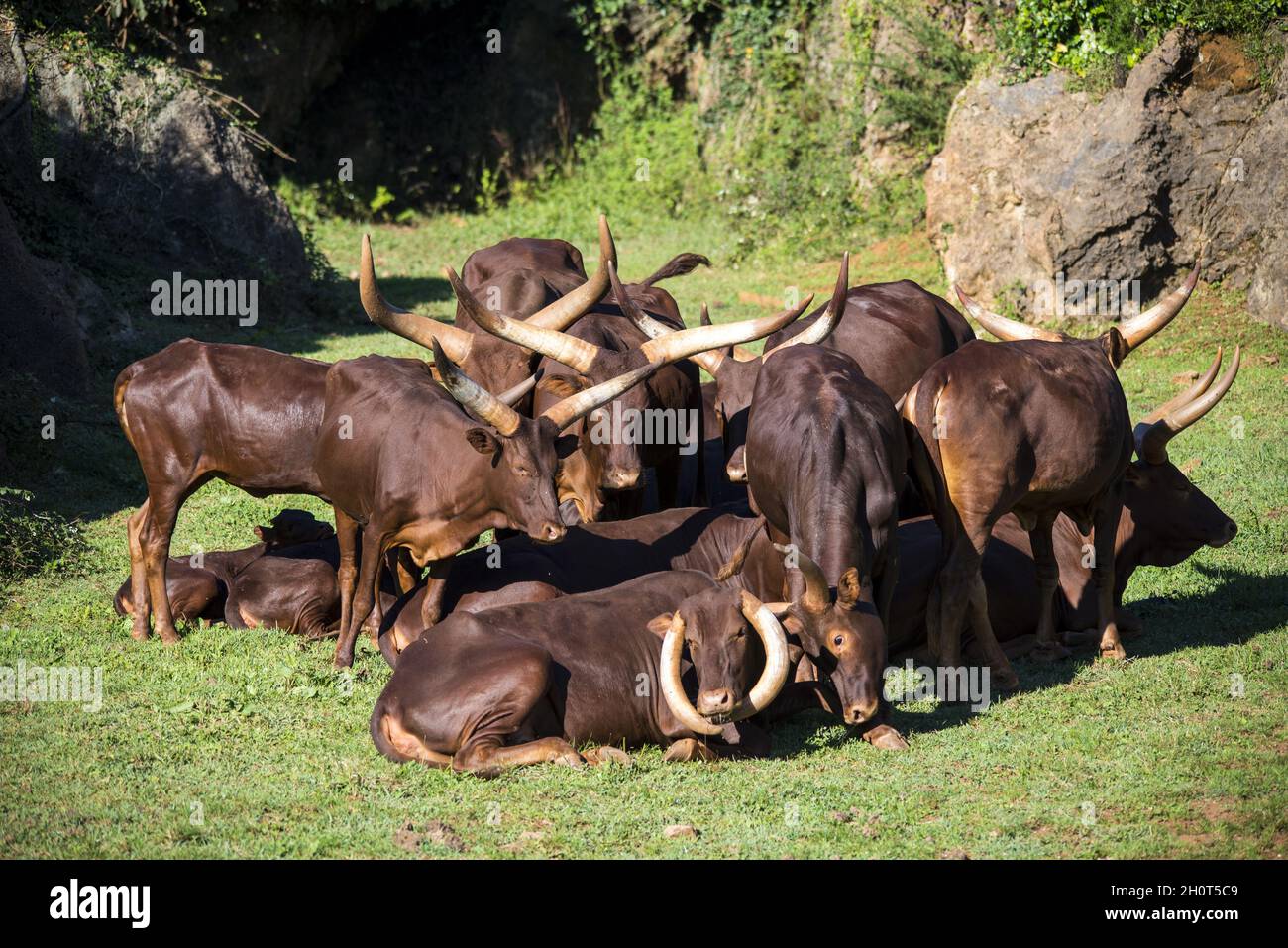 Watusi jungtiere -Fotos und -Bildmaterial in hoher Auflösung – Alamy