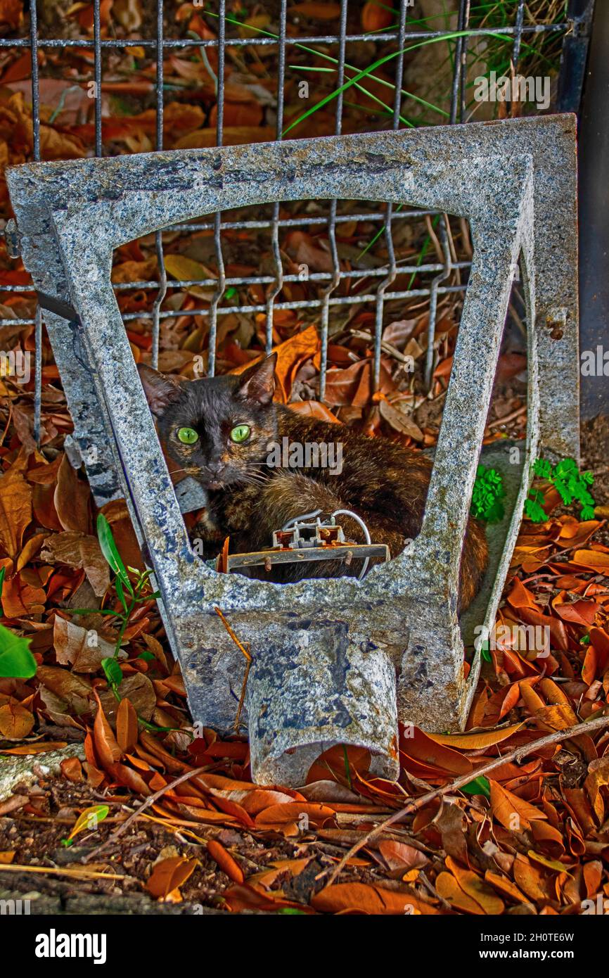 Puerto rico halloween -Fotos und -Bildmaterial in hoher Auflösung – Alamy