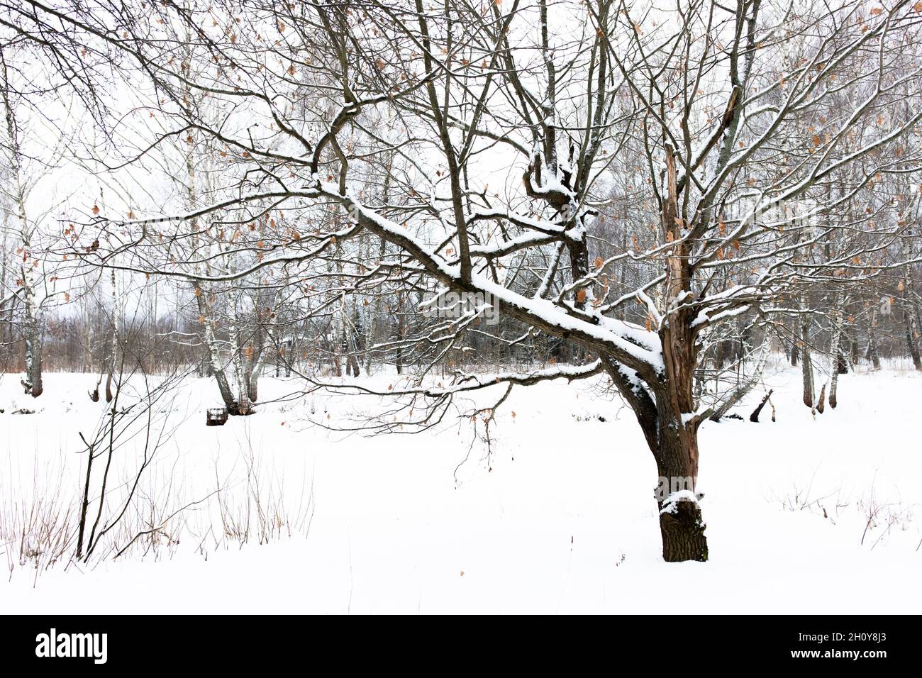 Einsame eiche winter -Fotos und -Bildmaterial in hoher Auflösung – Alamy