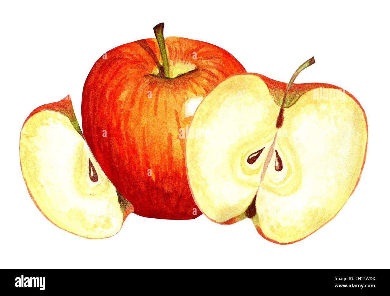 Rote Apfel- und Apfelkeile. Aquarelldarstellung isoliert auf weißem ...