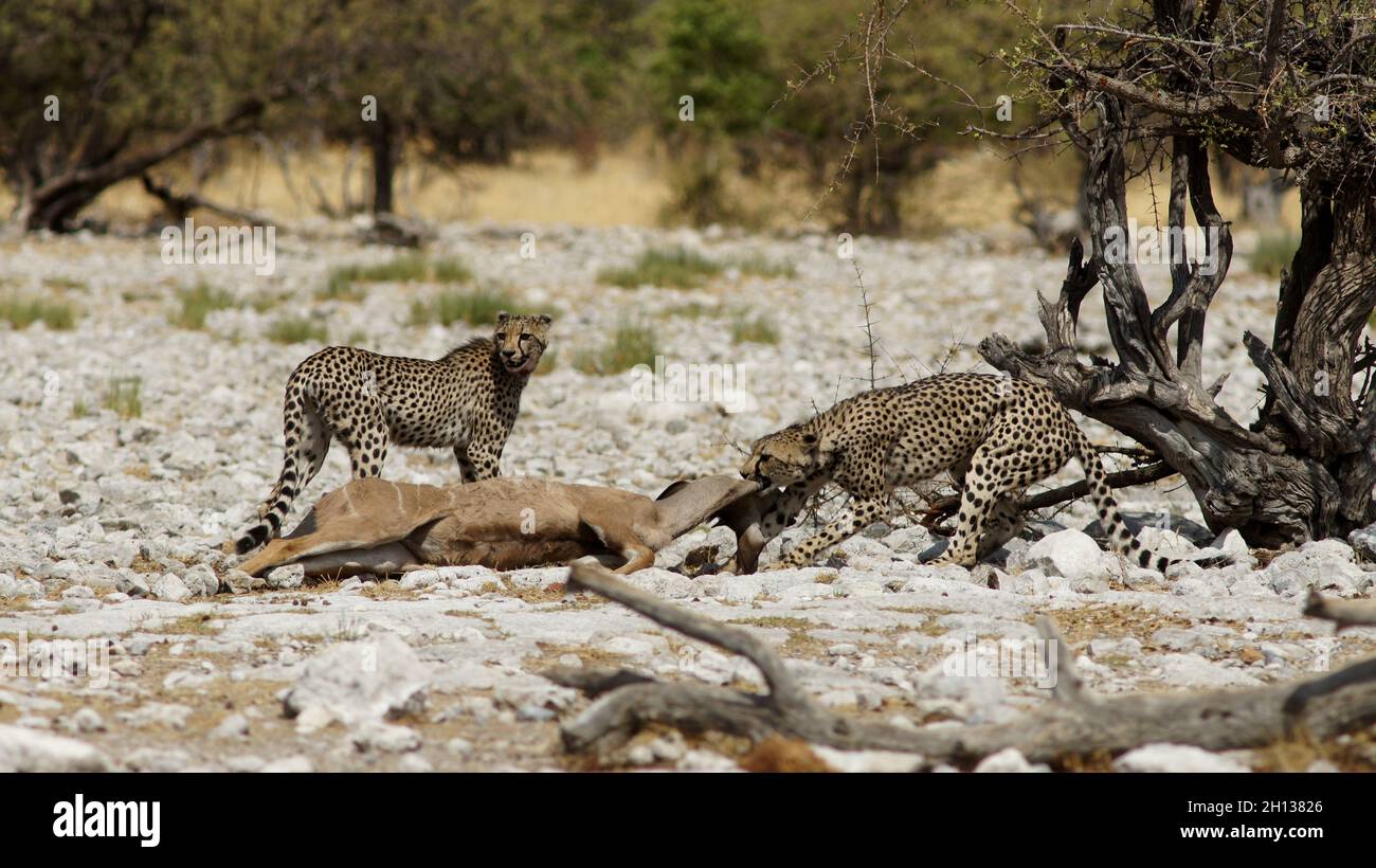 Geparden im Etosha Nationalpark Namibia jagen und essen Antilopen ...